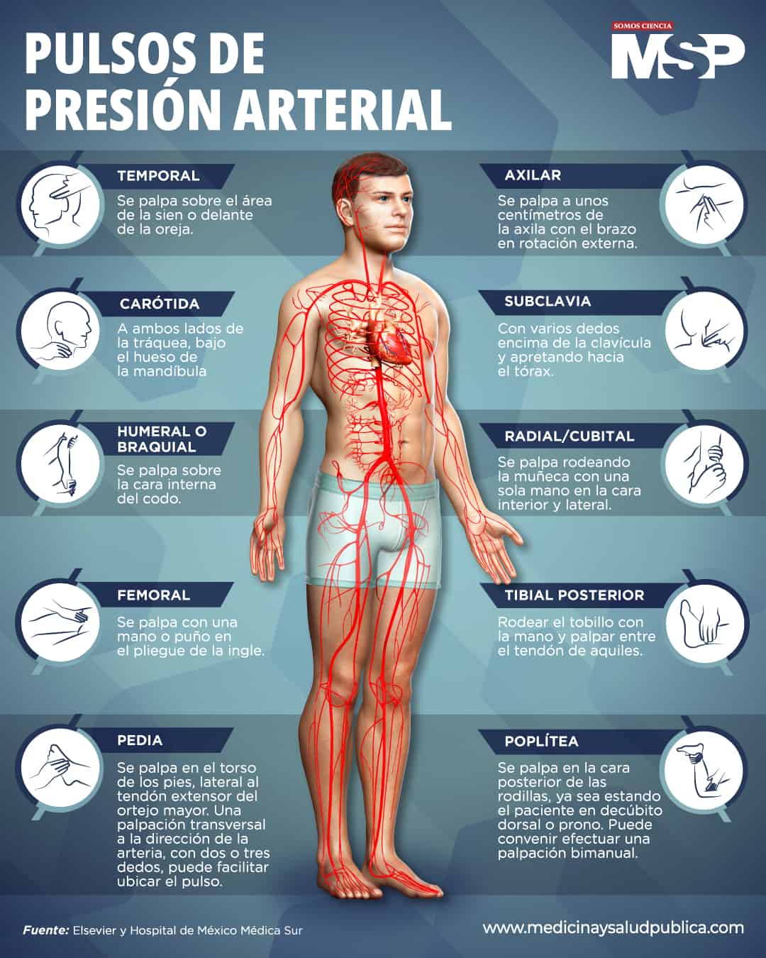 Pulsos de presión arterial - Infografía