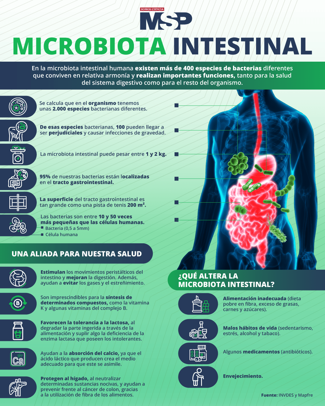 Microbiota Intestinal - Infografía