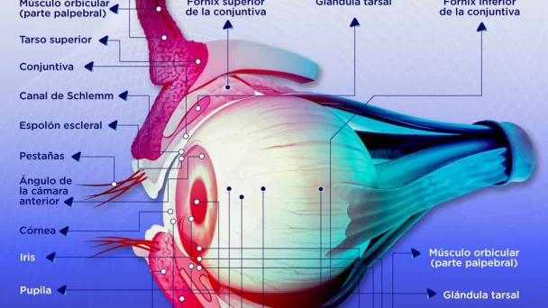 Imágenes De Anatomía Del Ojo Ojo Ilustraciones Stock, Vectores, Y