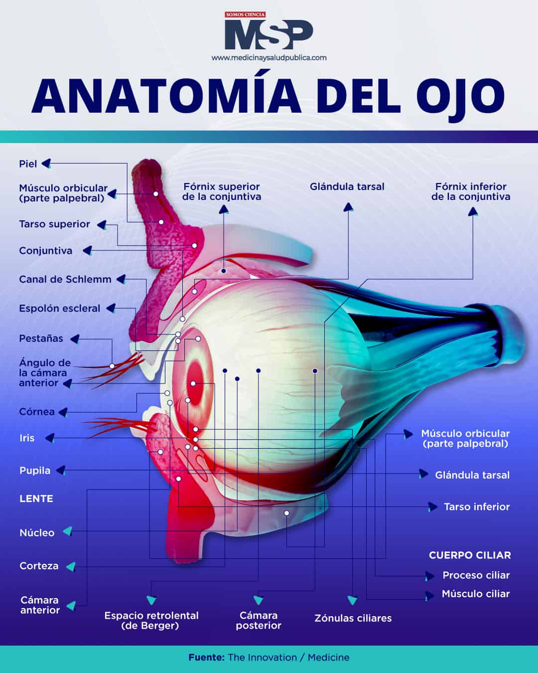 Anatomía del ojo - Infografía