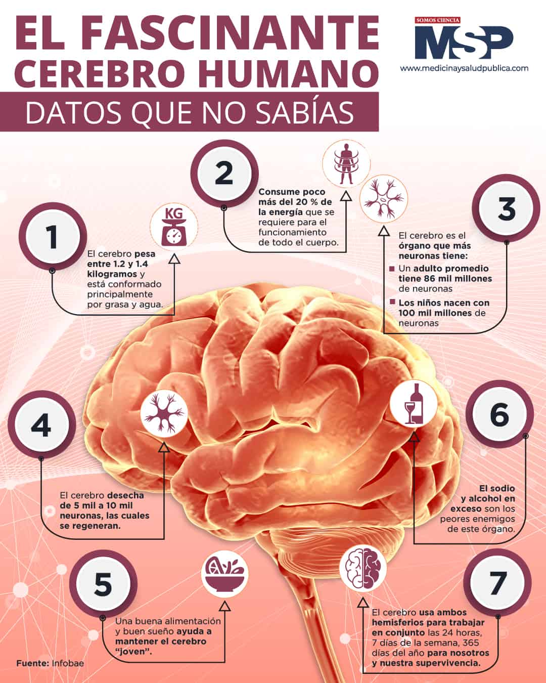 El fascinante cerebro humano - Infografía