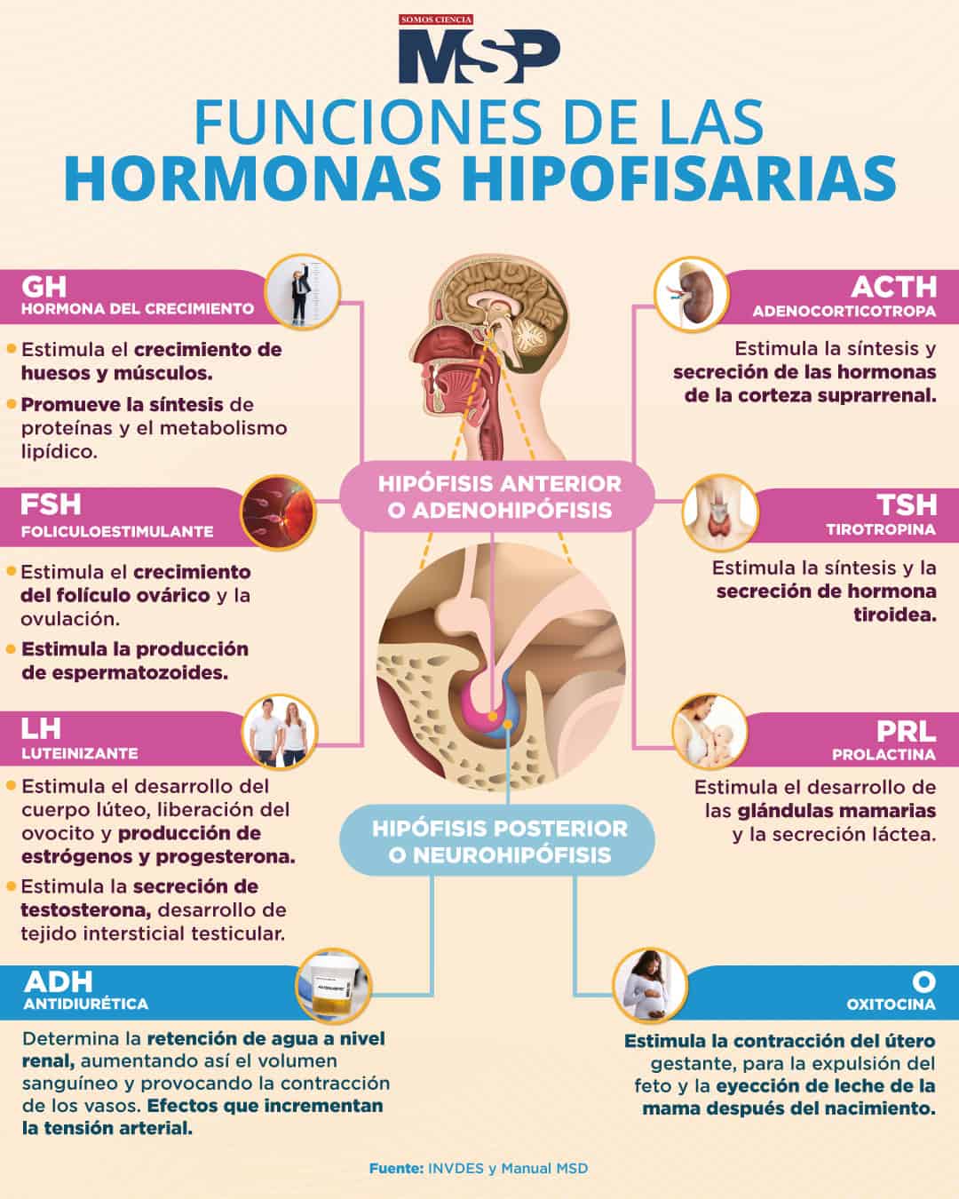Hormonas hipofisarias - Infografía