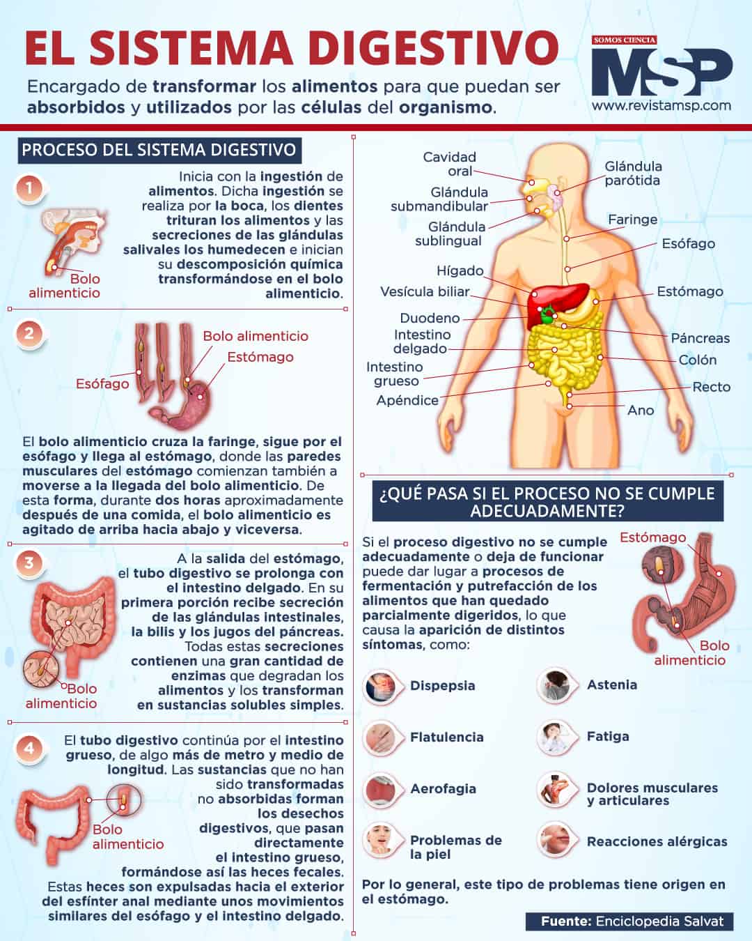 El sistema digestivo - Infografía