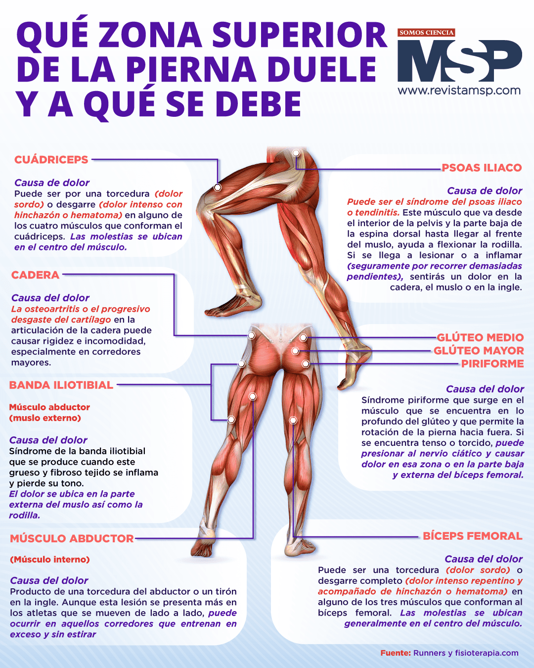 Anatomía De La Parte Superior Del Muslo CTO AM