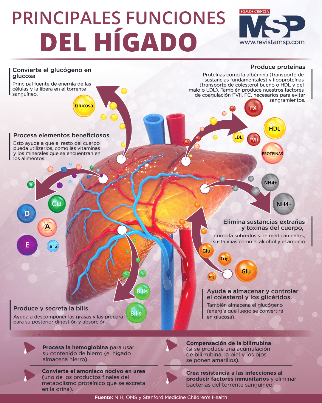 Principales funciones del hígado - Infografía