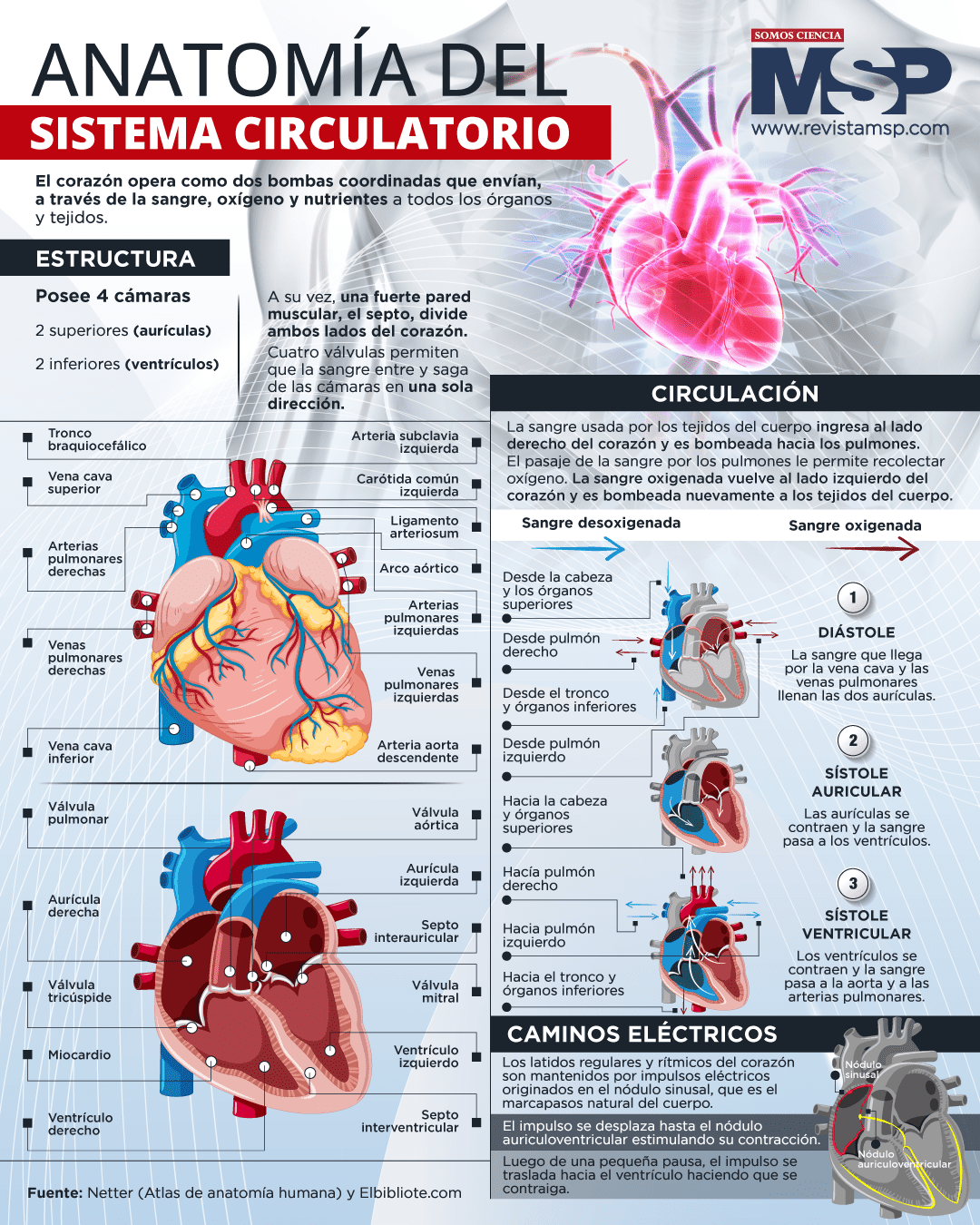 Anatomía del sistema circulatorio - Infografía