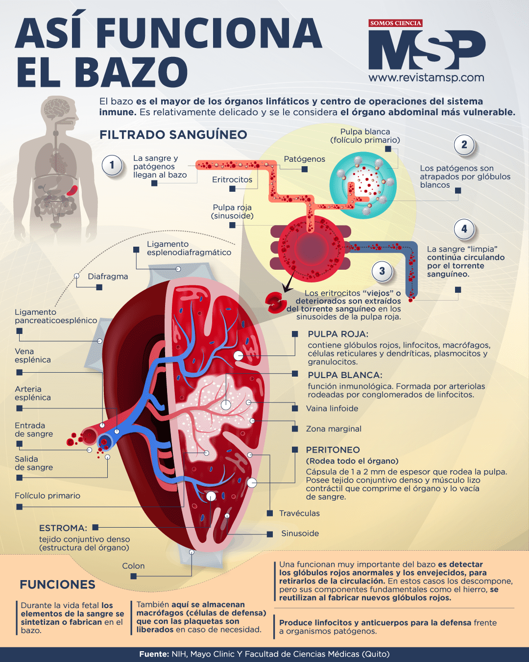 Así funciona el bazo - Infografía