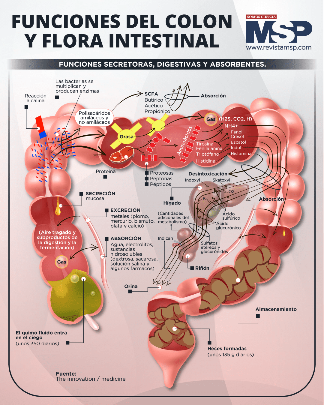 Funciones del colon y flora intestinal - infografía