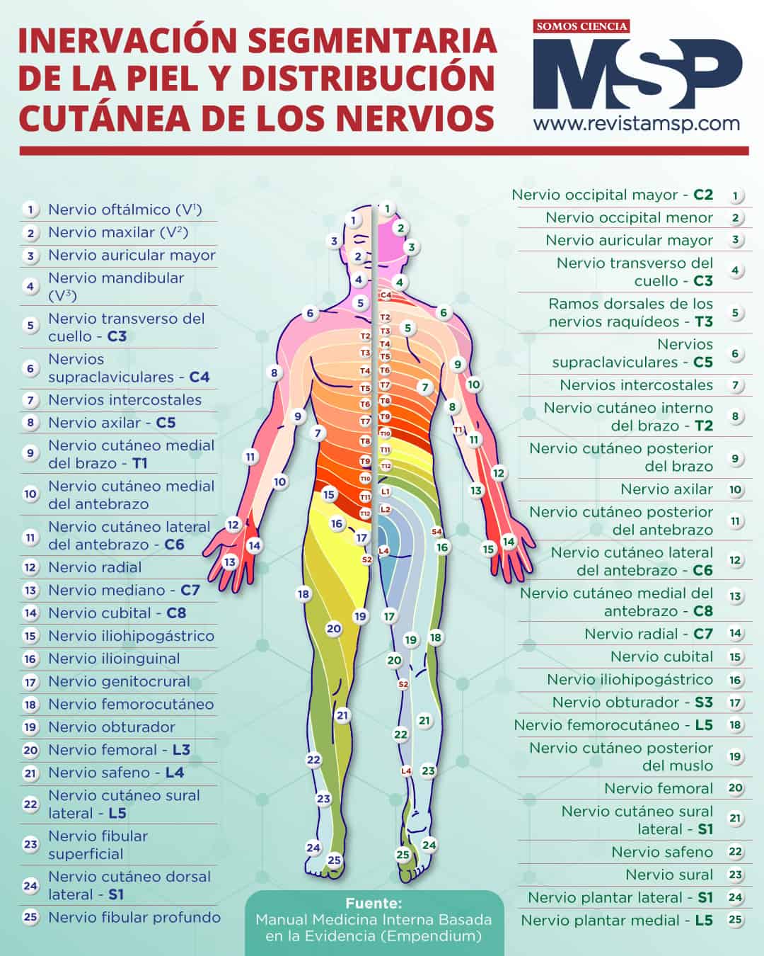 Inervación segmentaria de la piel y distribución cutánea de los nervios