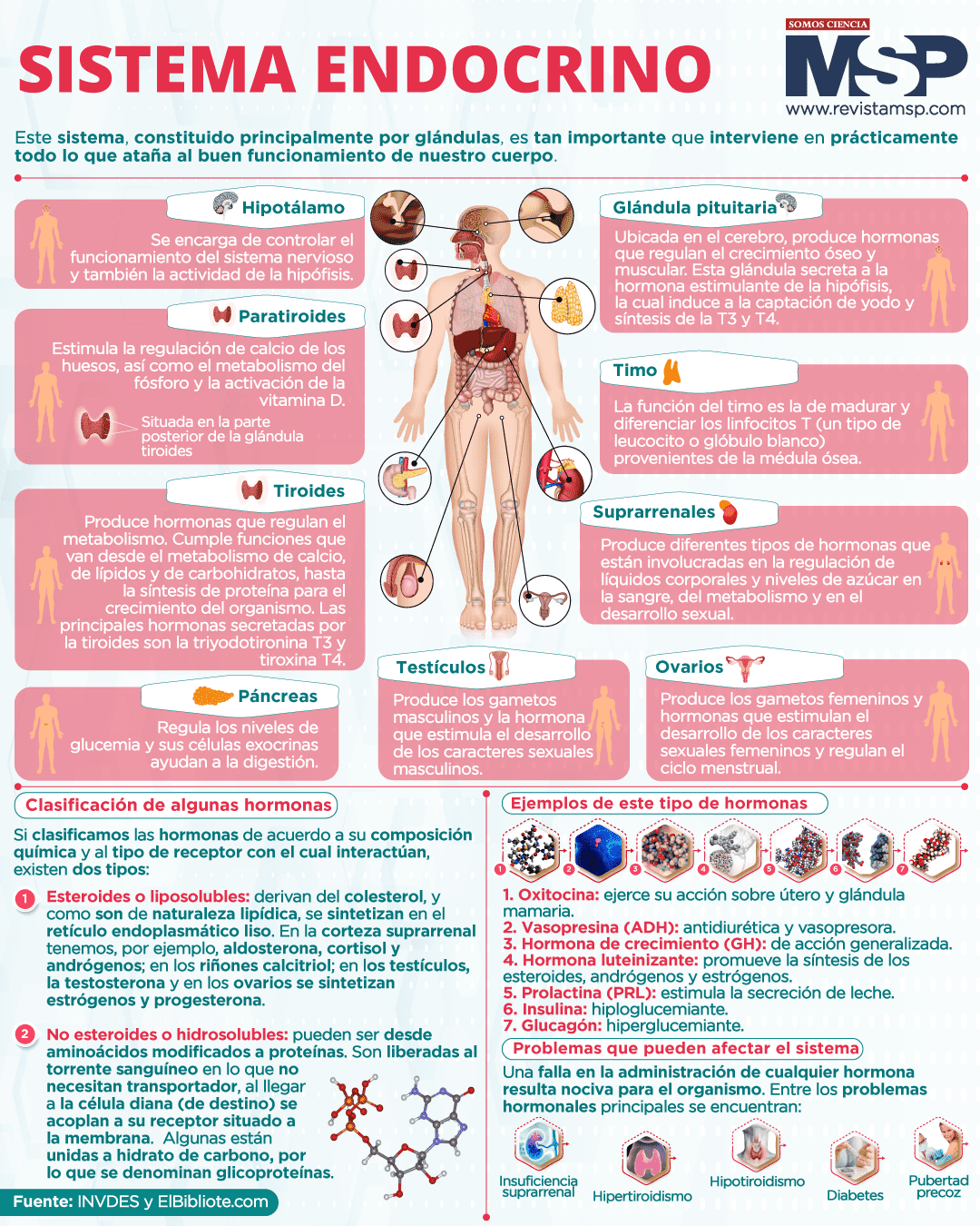 Enfermedades Del Sistema Endocrino Enfermedades Del Sistema Endocrino