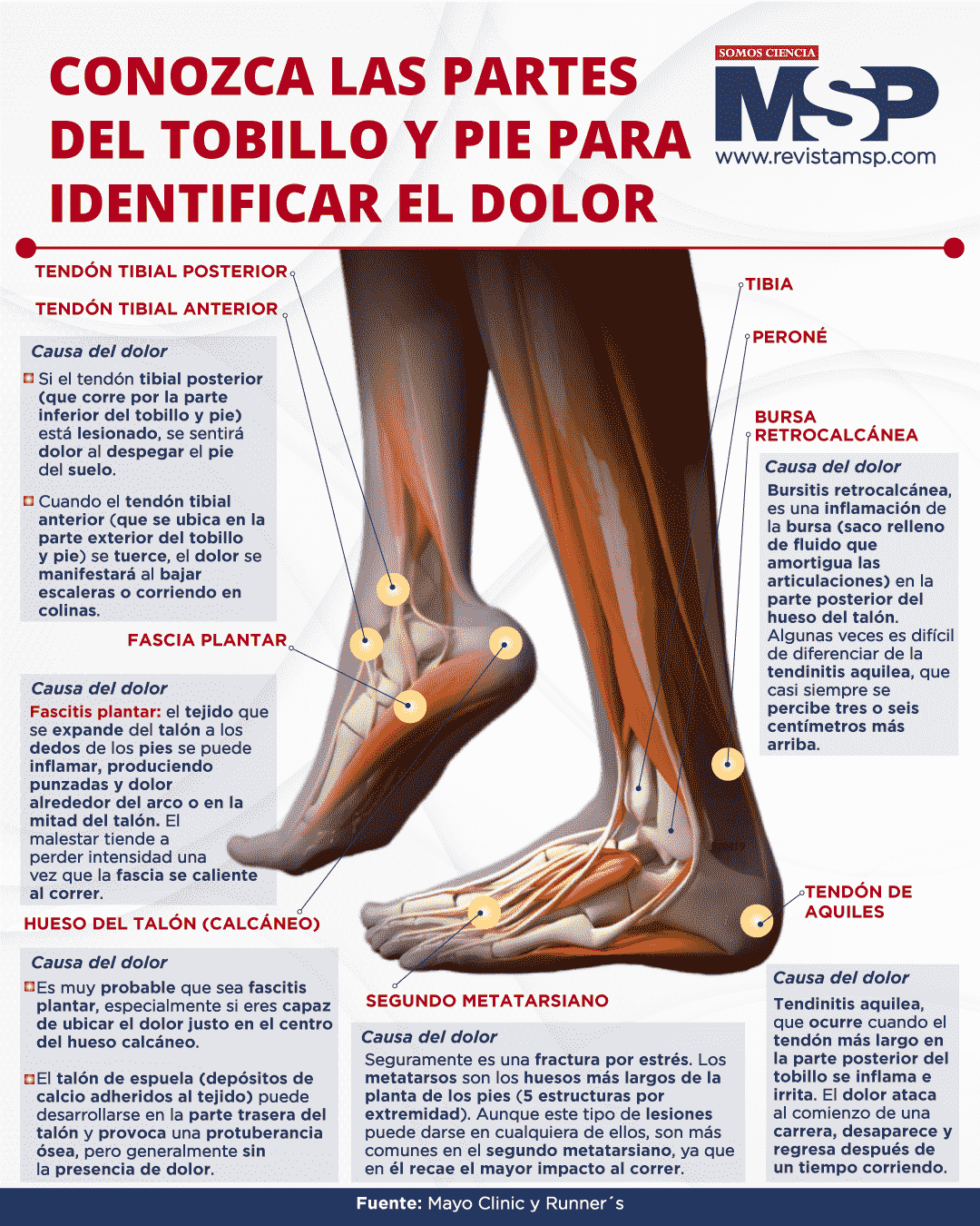 Conozca las partes del tobillo y pie para identificar el dolor