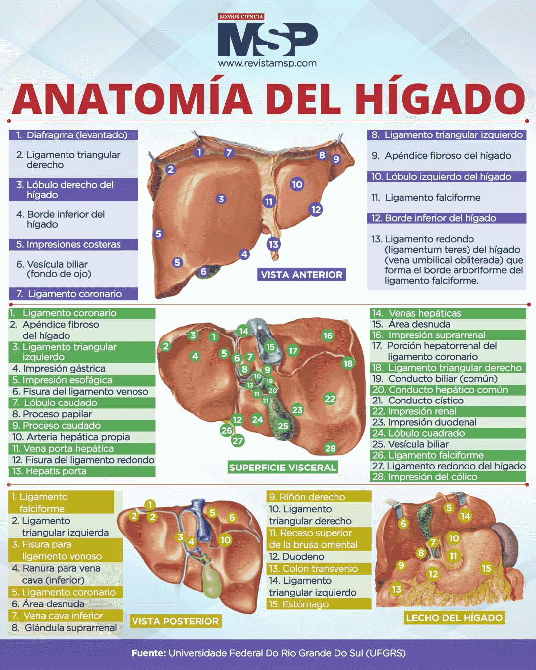 Anatomía del hígado - Infografía
