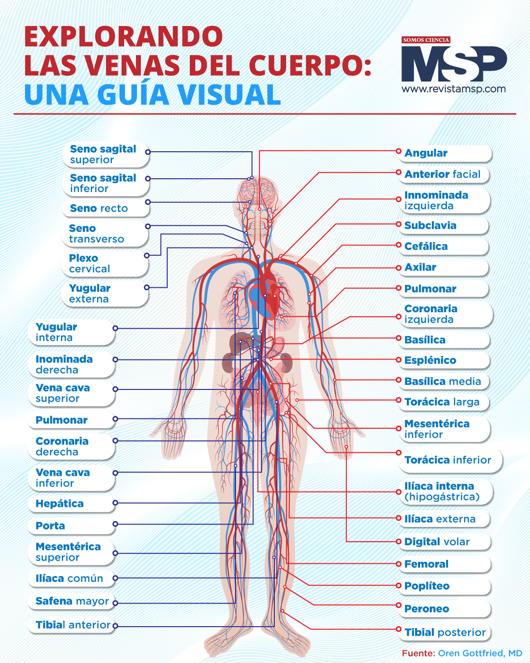 Explorando las venas del cuerpo - Infografía