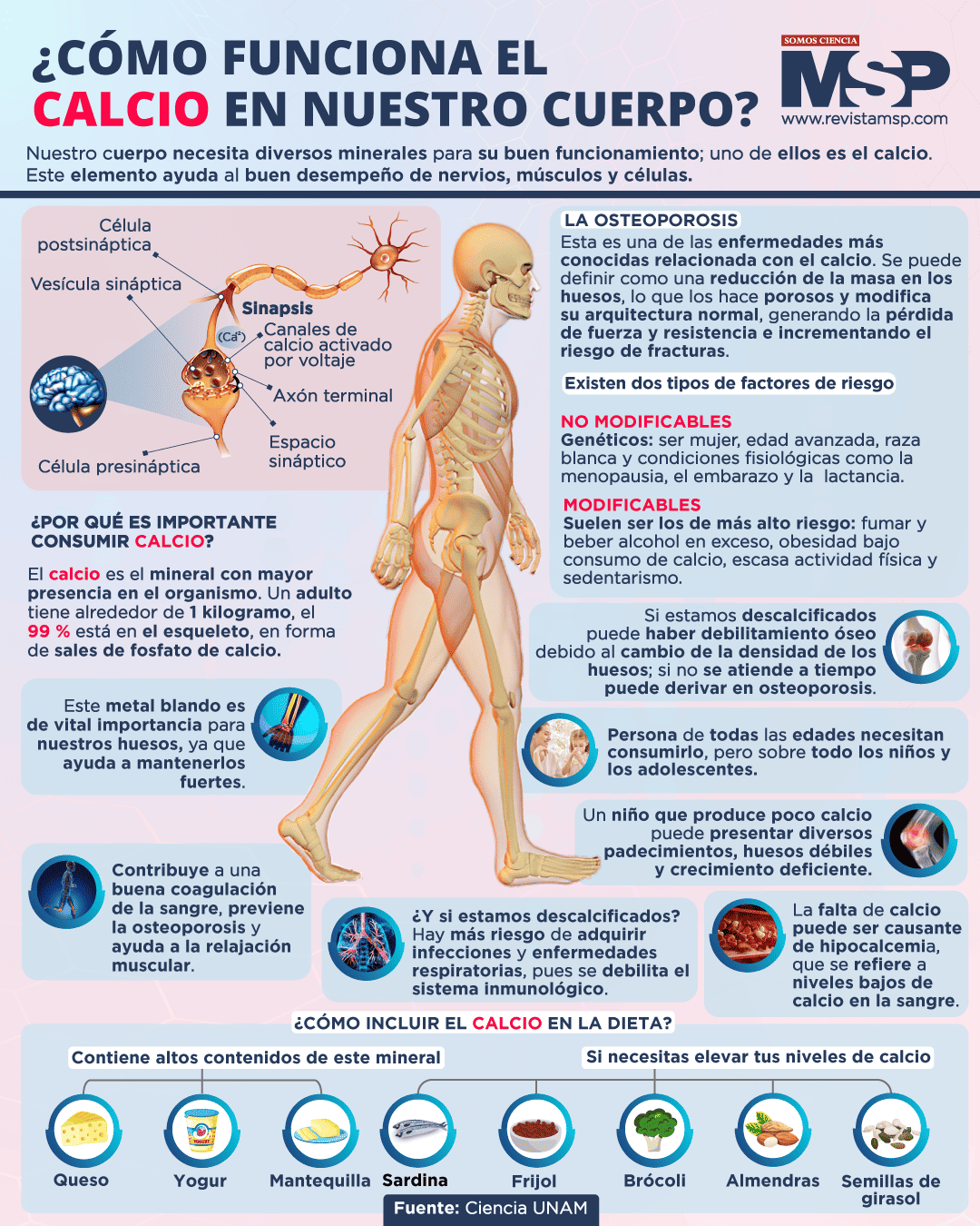 ¿Cómo funciona el calcio en nuestro cuerpo? - Infografía