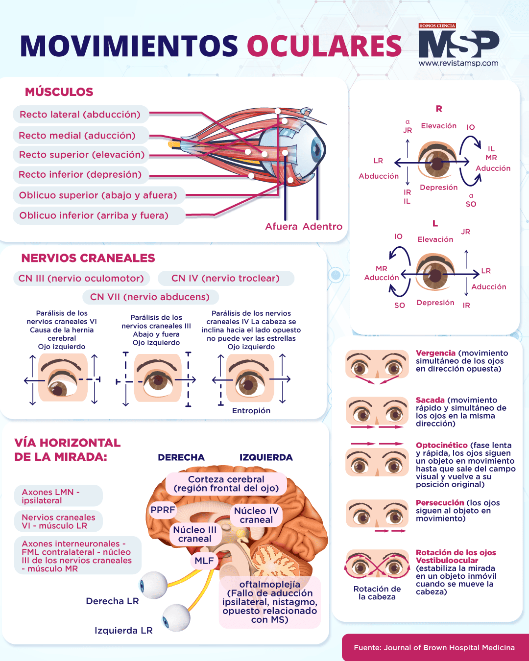 Musculos Oculares Los Músculos Oculares Anatomía Humana Sección