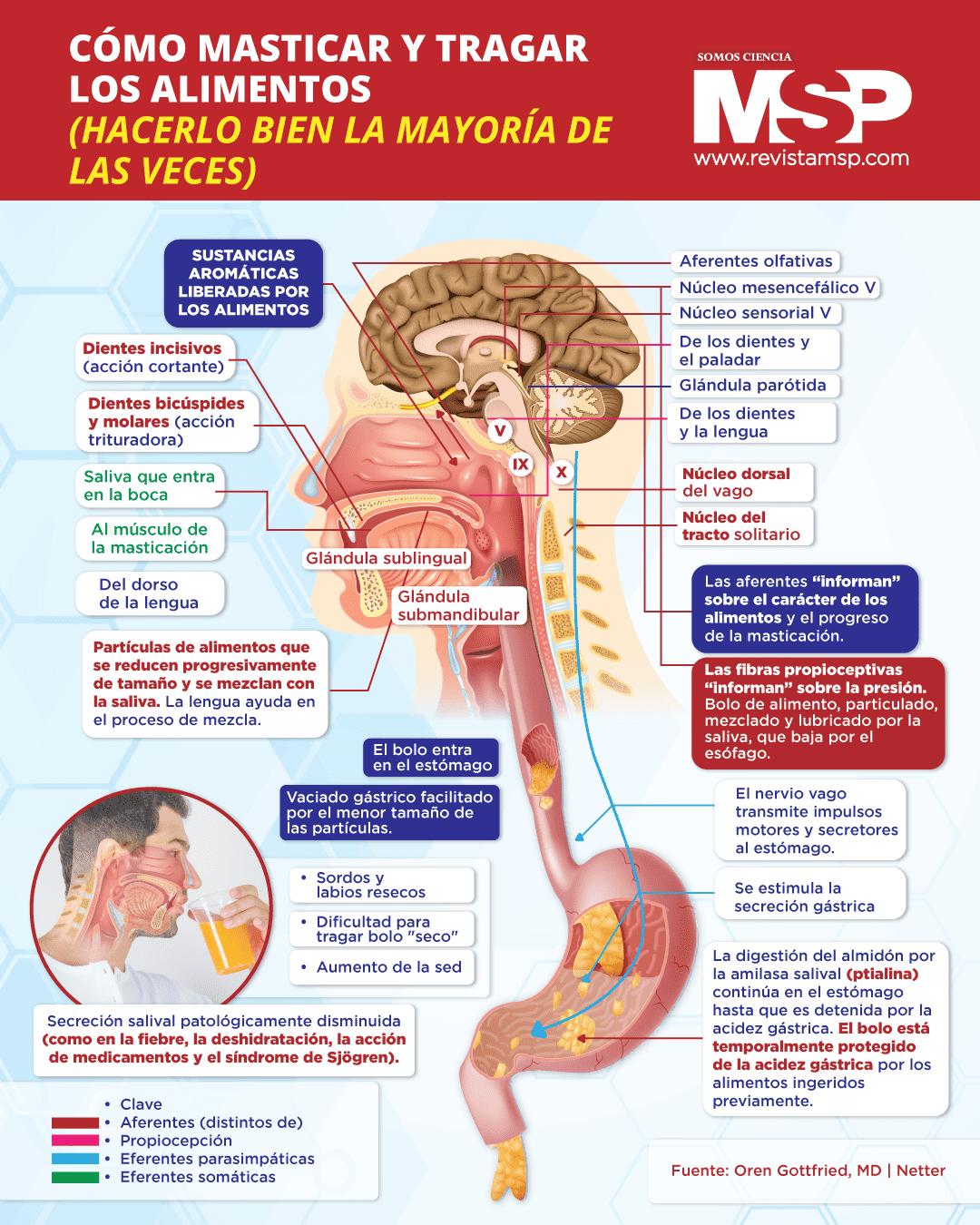 Cómo masticar y tragar los alimentos