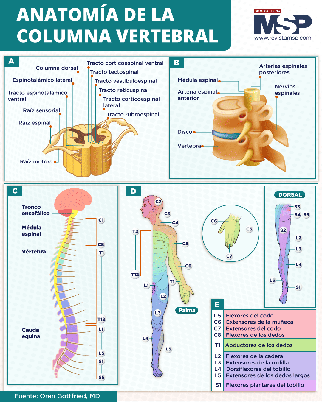 Anatomía de la columna vertebral