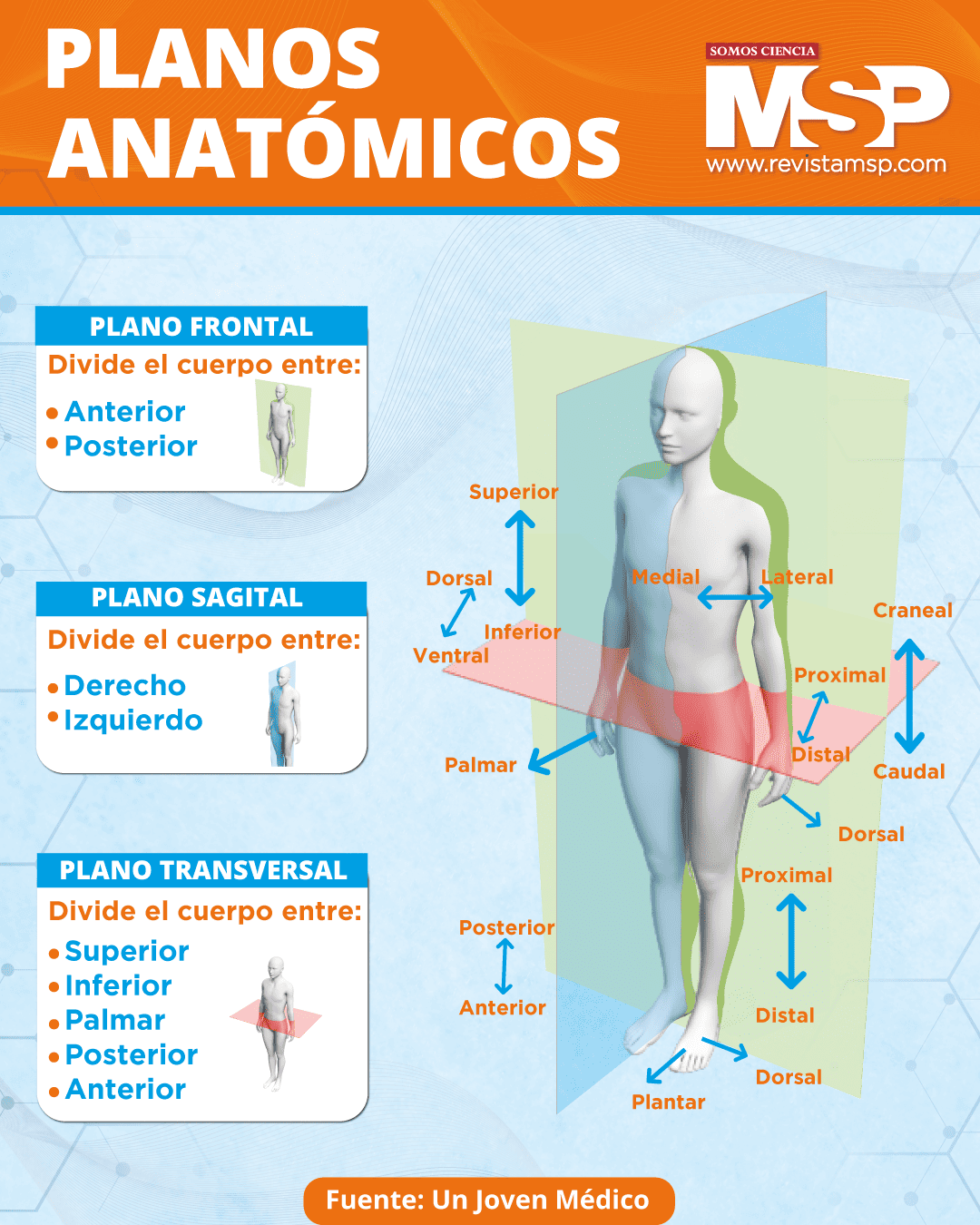 Planos anatómicos