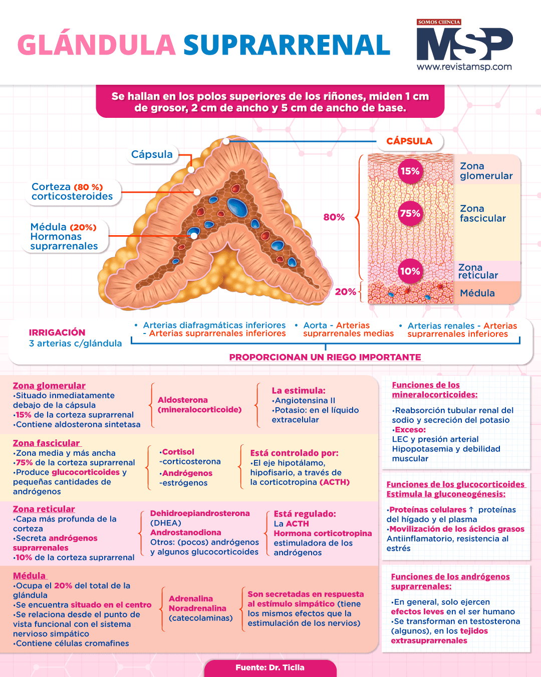 Glándulas suprarrenales