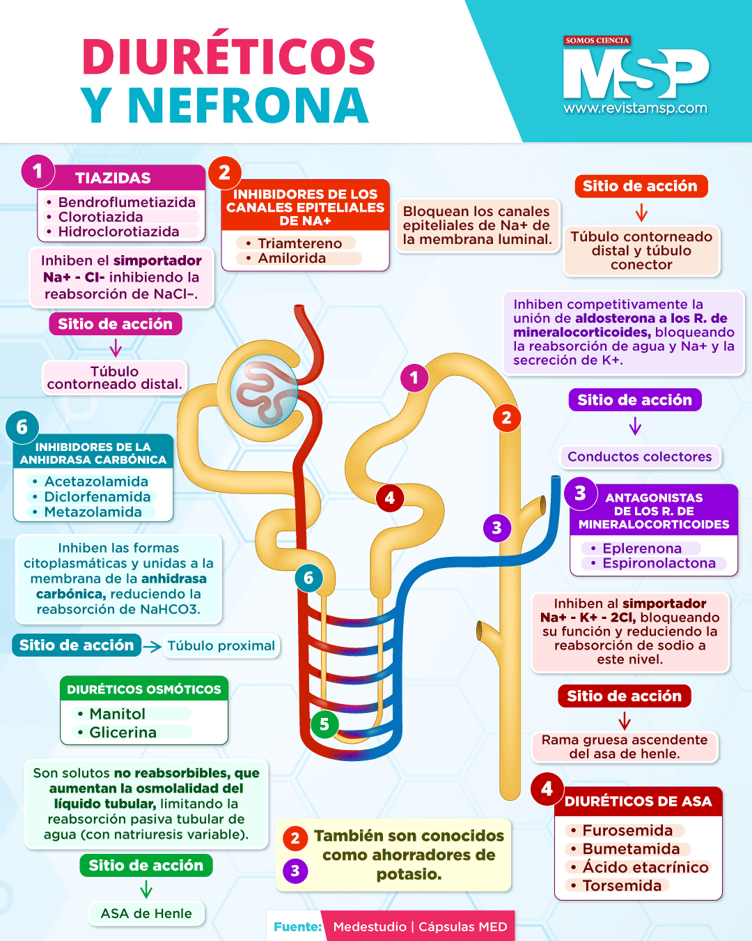 Diuréticos y nefrona