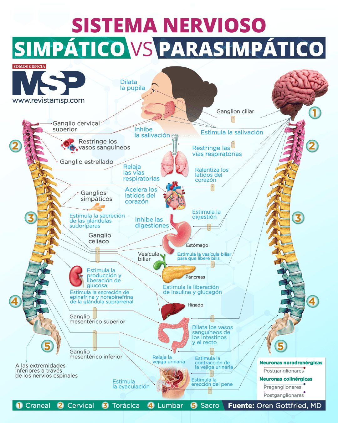 Sistema nervioso simpático VS parasimpático