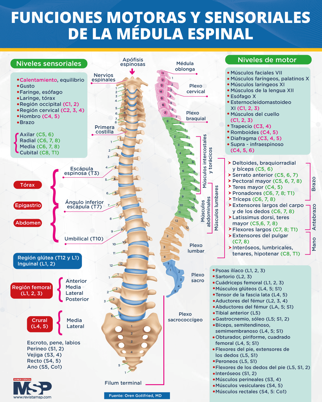 Funciones motoras y sensoriales de la columna vertebral
