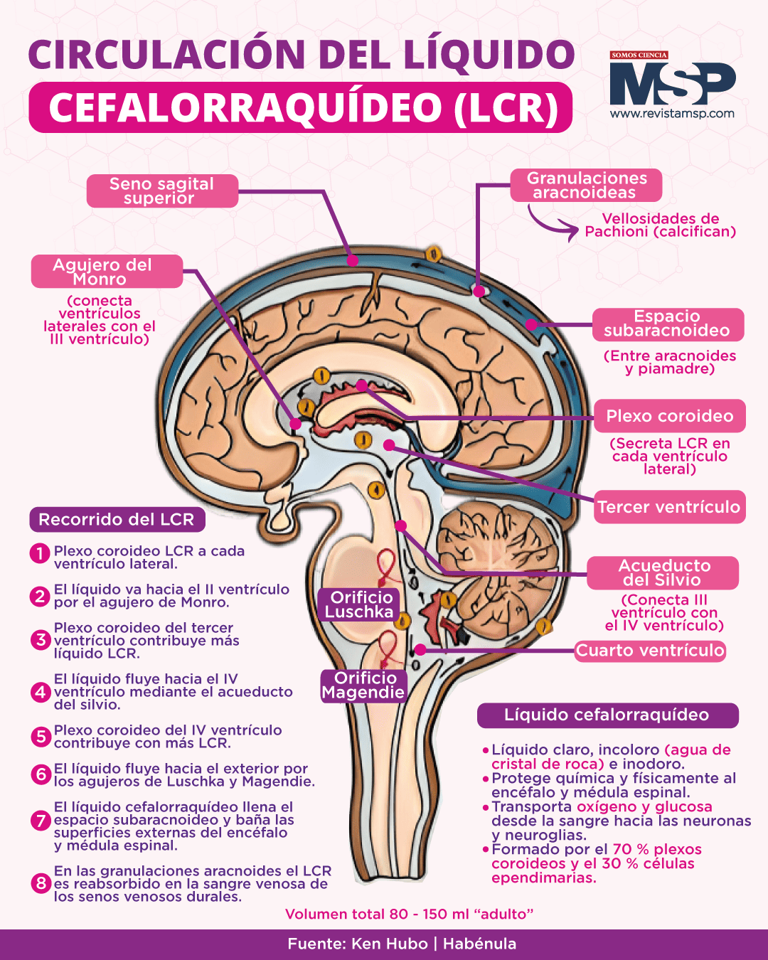 Líquido cefalorraquídeo