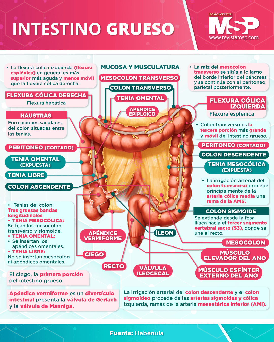 Anatomía Del Ciego Presentación De PowerPoint
