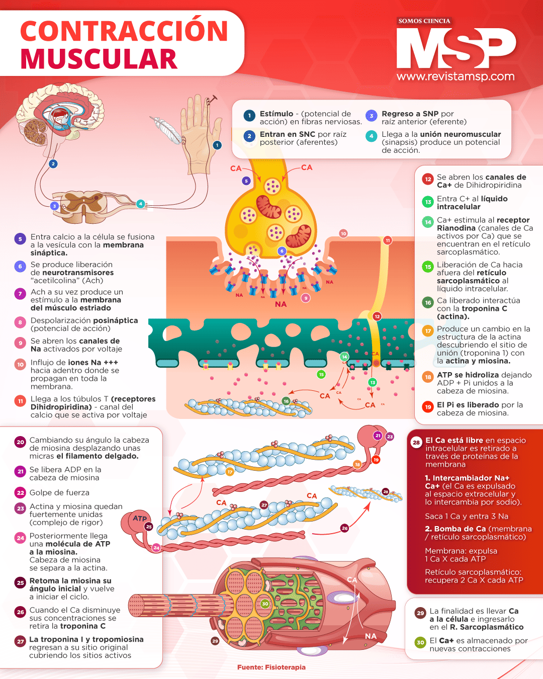 Contracción muscular