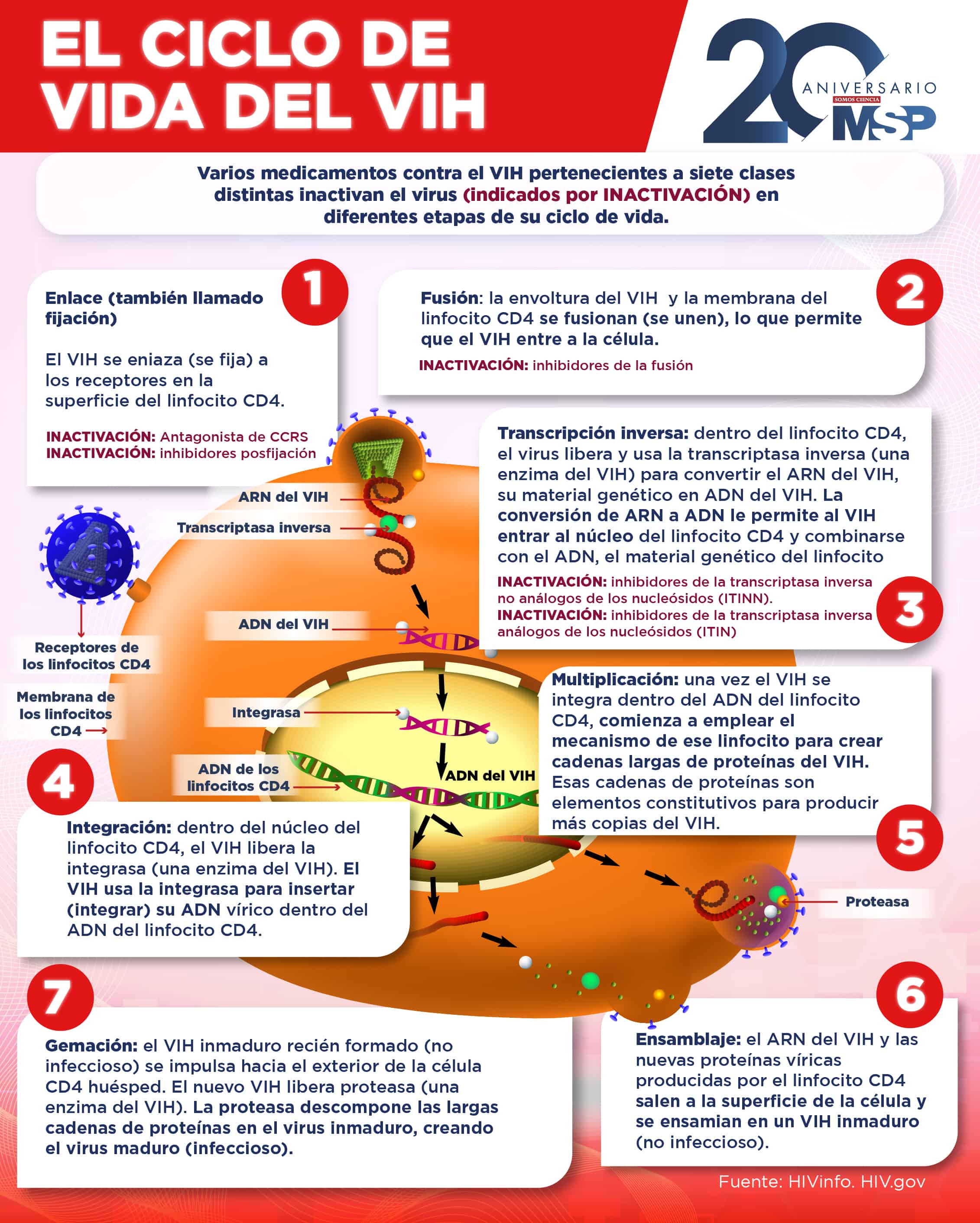 Ciclo De Vida Do Hiv