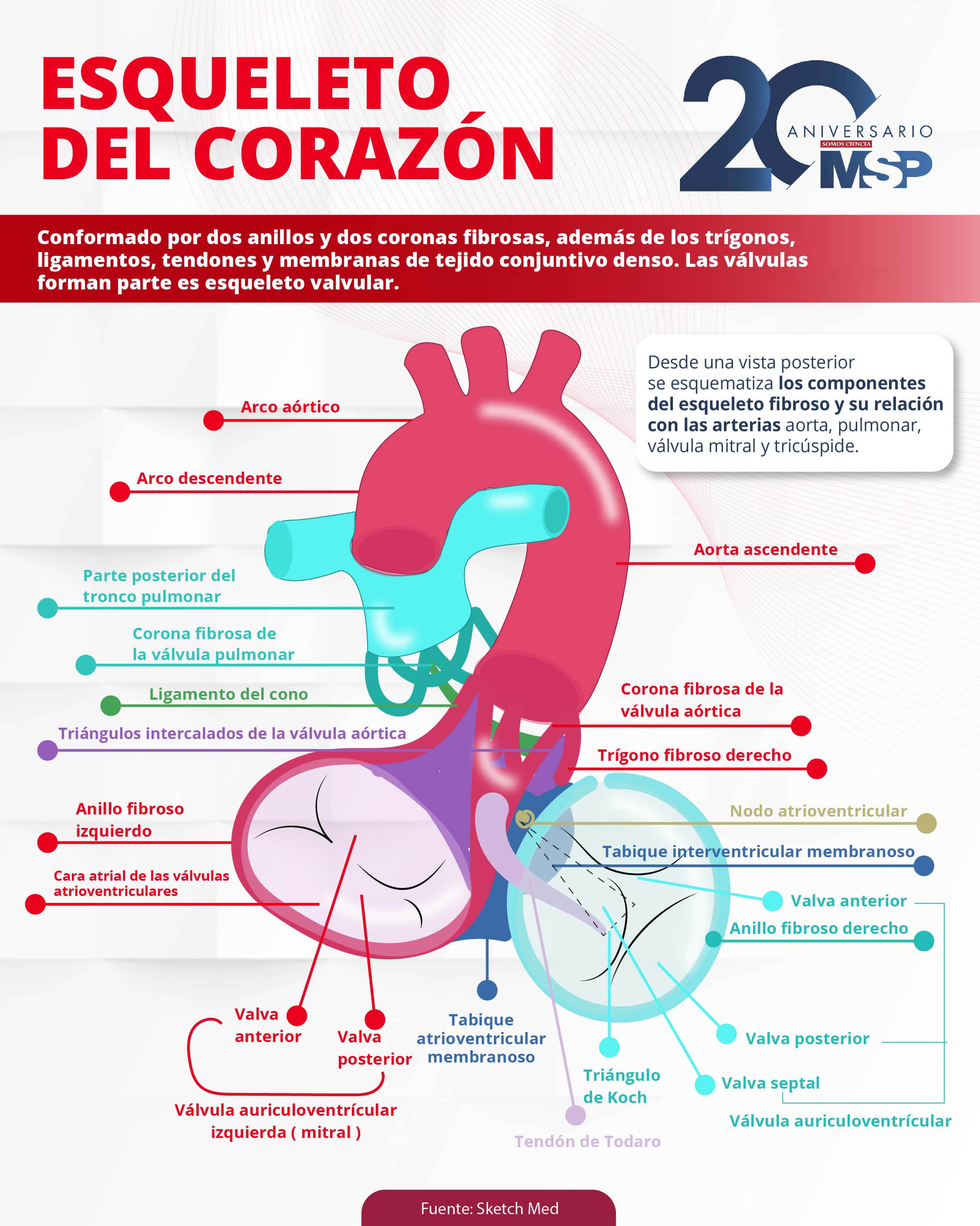 Esqueleto del corazón