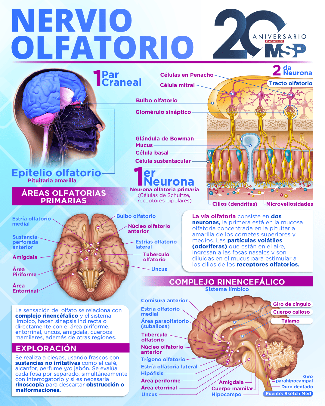 Anatomía Del Nervio Olfatorio
