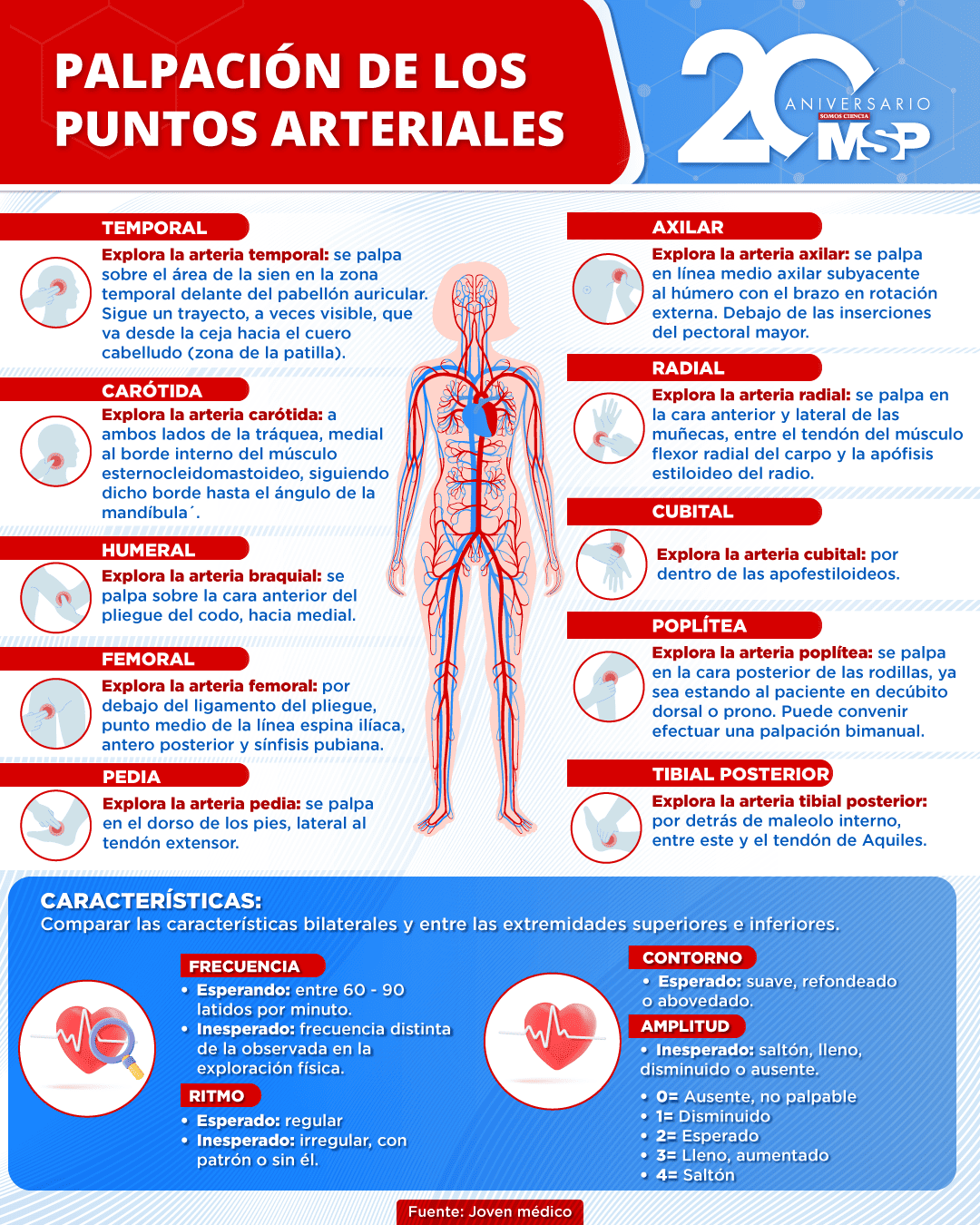 Palpación de los puntos arteriales