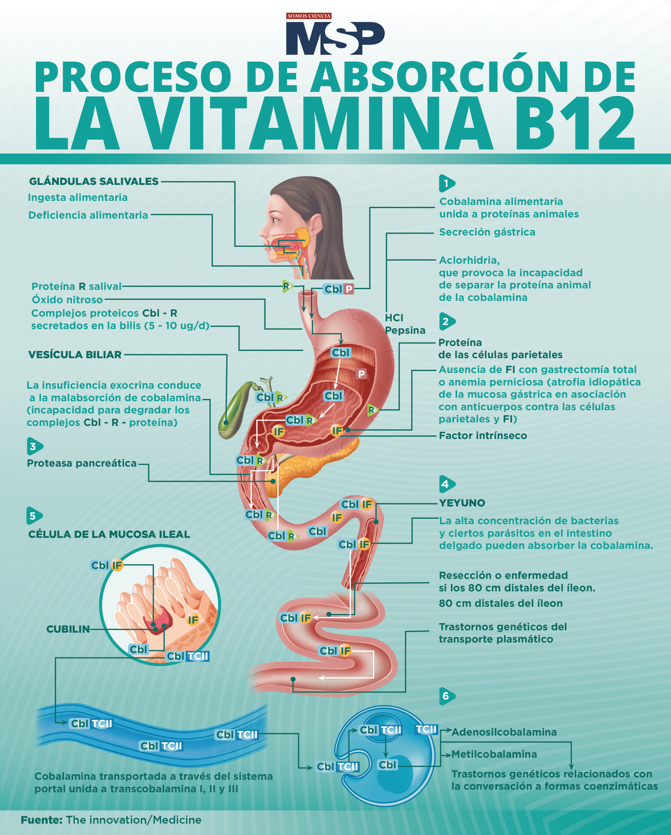 Diagrama De Absorcao De Vitamina B12