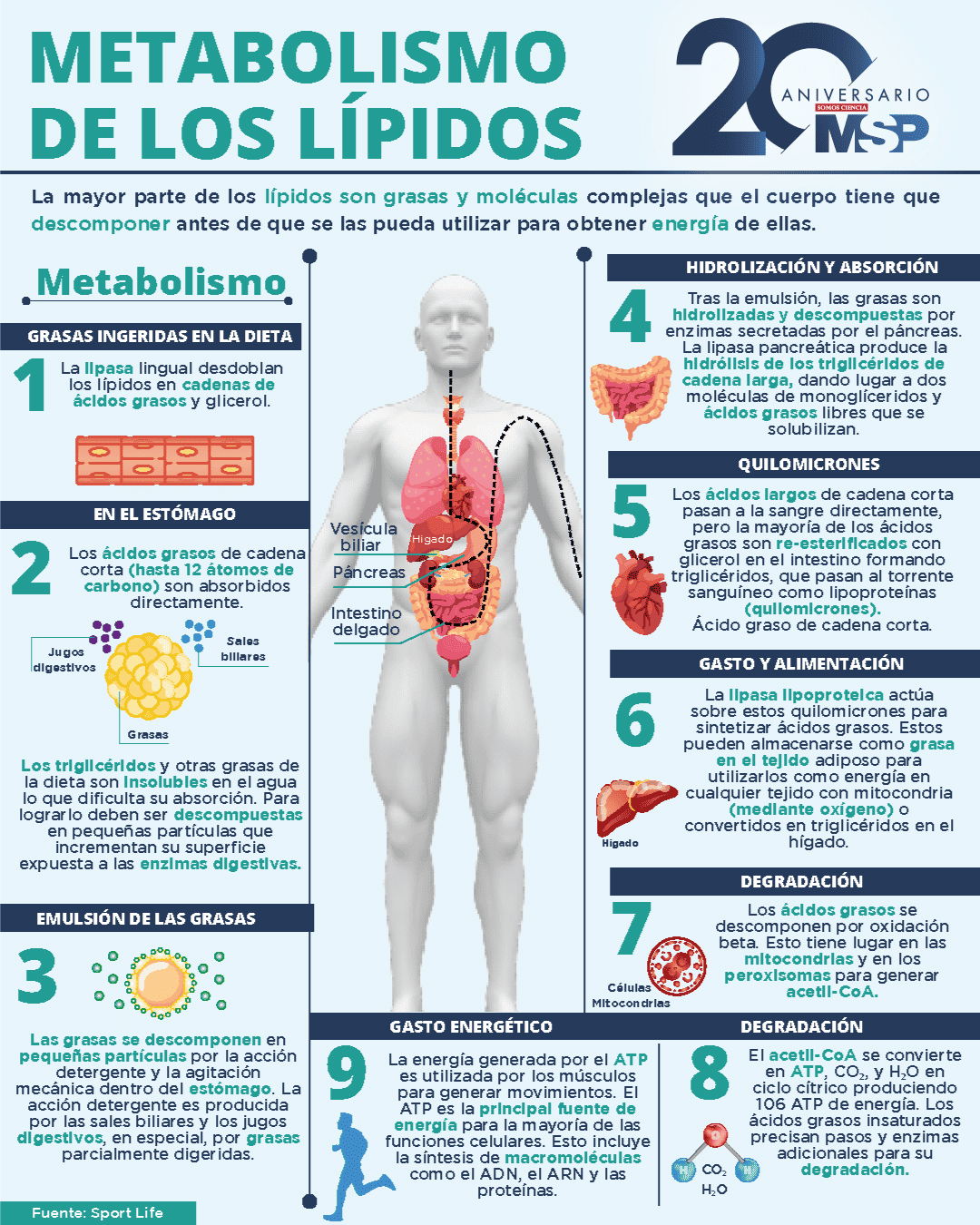 Metabolismo de los lípidos