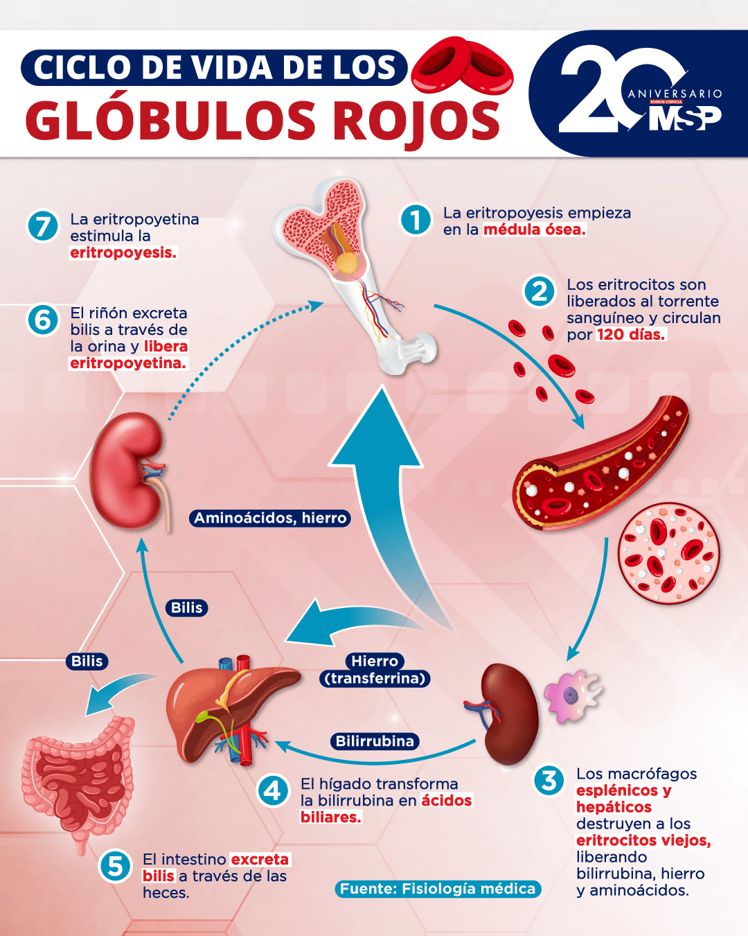 El ciclo de vida de los glóbulos rojos