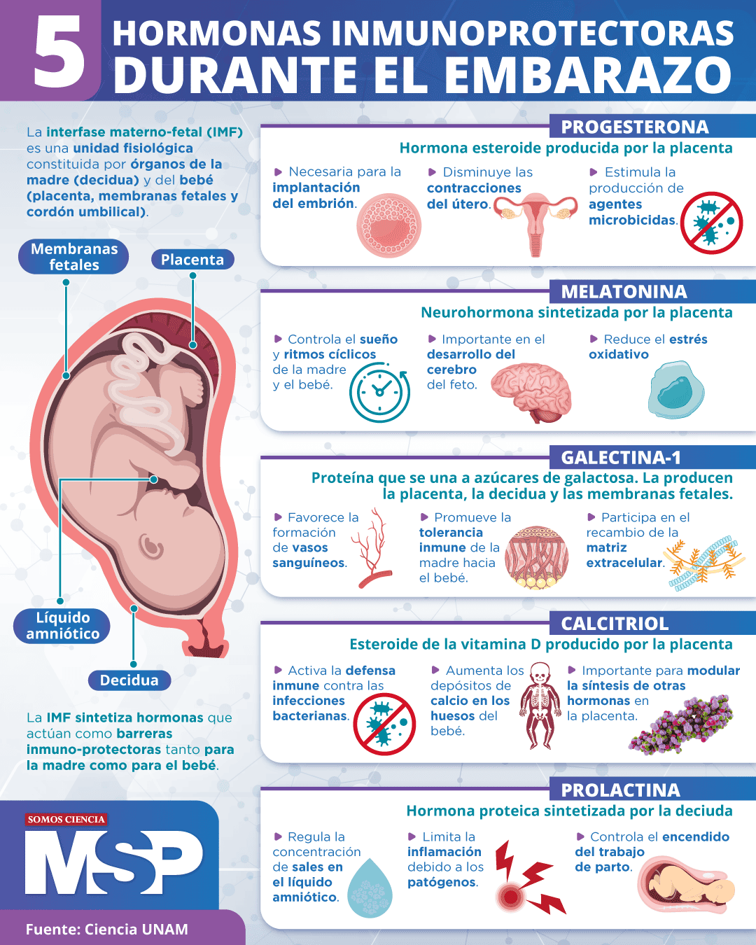 5 hormonas inmunoprotectoras durante el embarazo