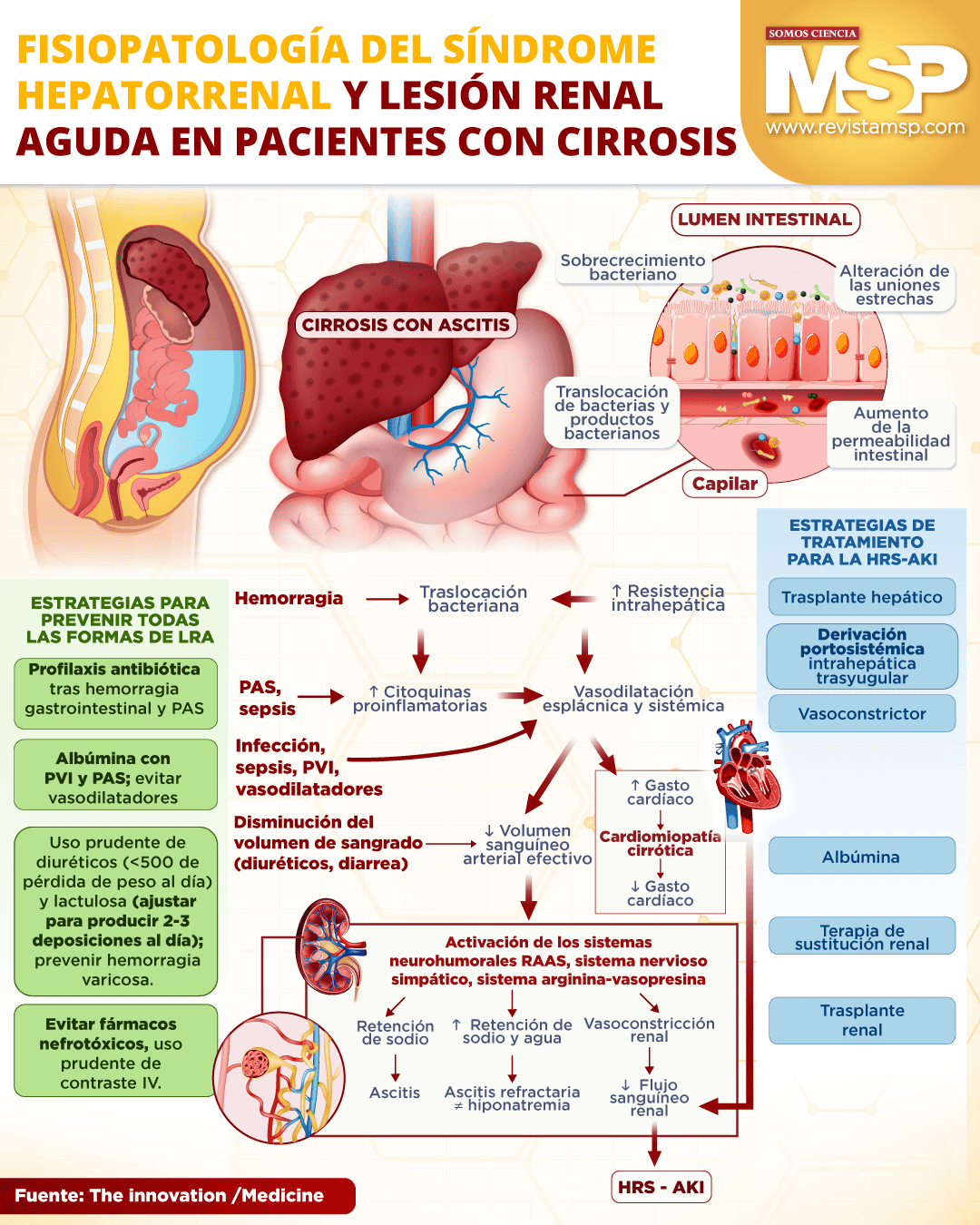 Fisiopatología del síndrome hepatorrenal