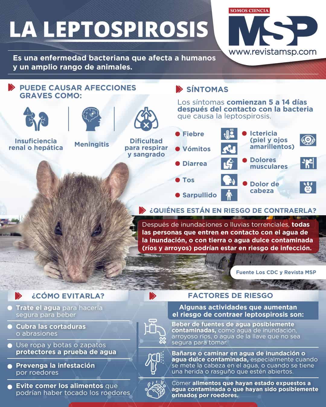 La leptospirosis
