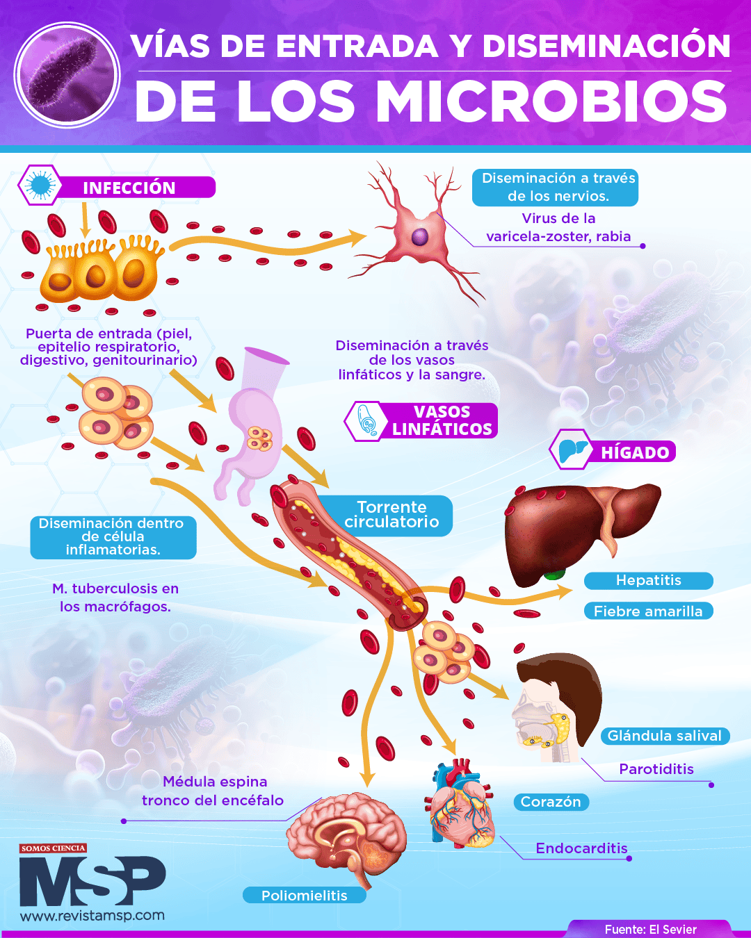 Vías de entrada y diseminación de los microbios