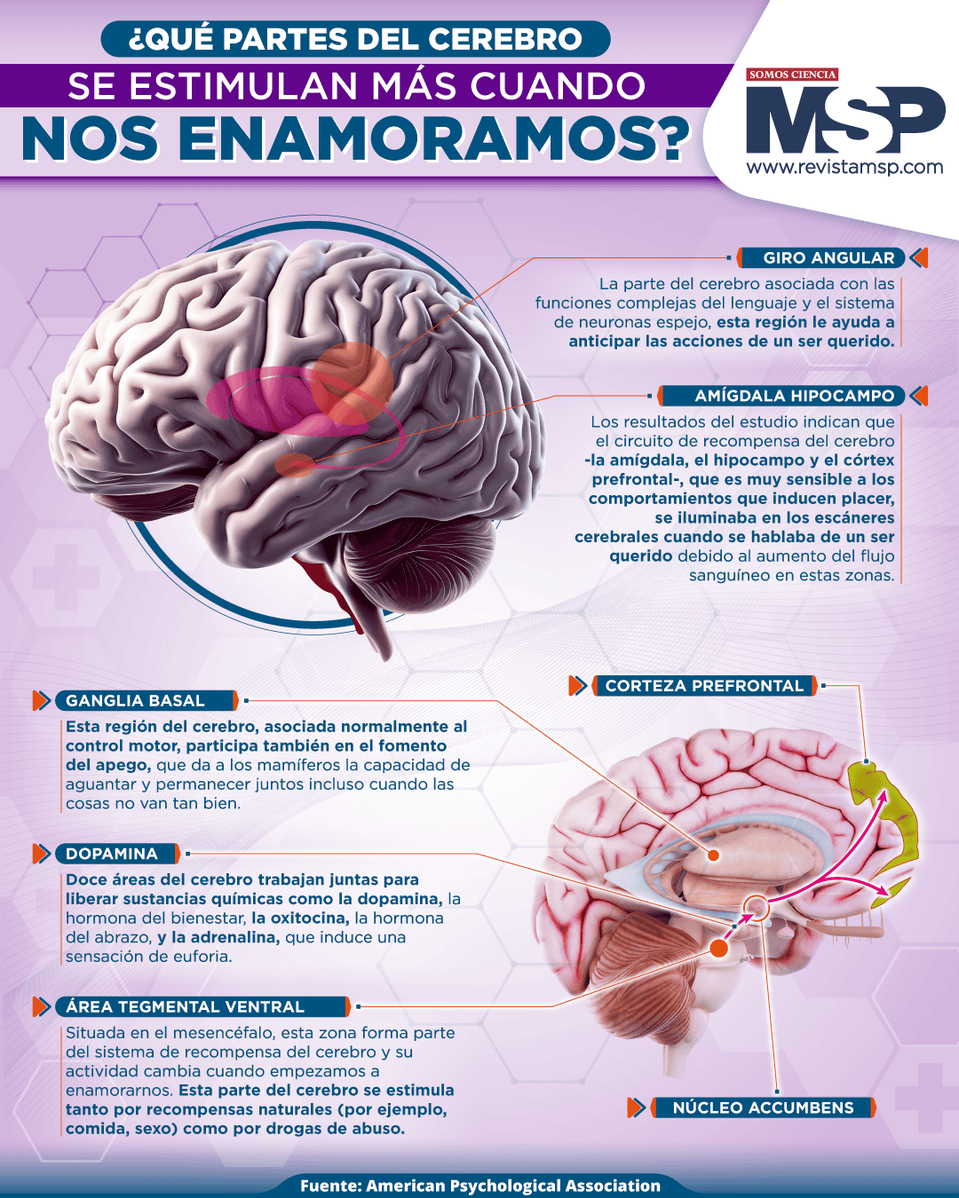 Giro Angular Del Cerebro