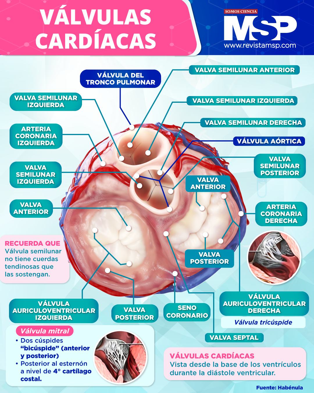 VÁLVULAS CARDÍACAS