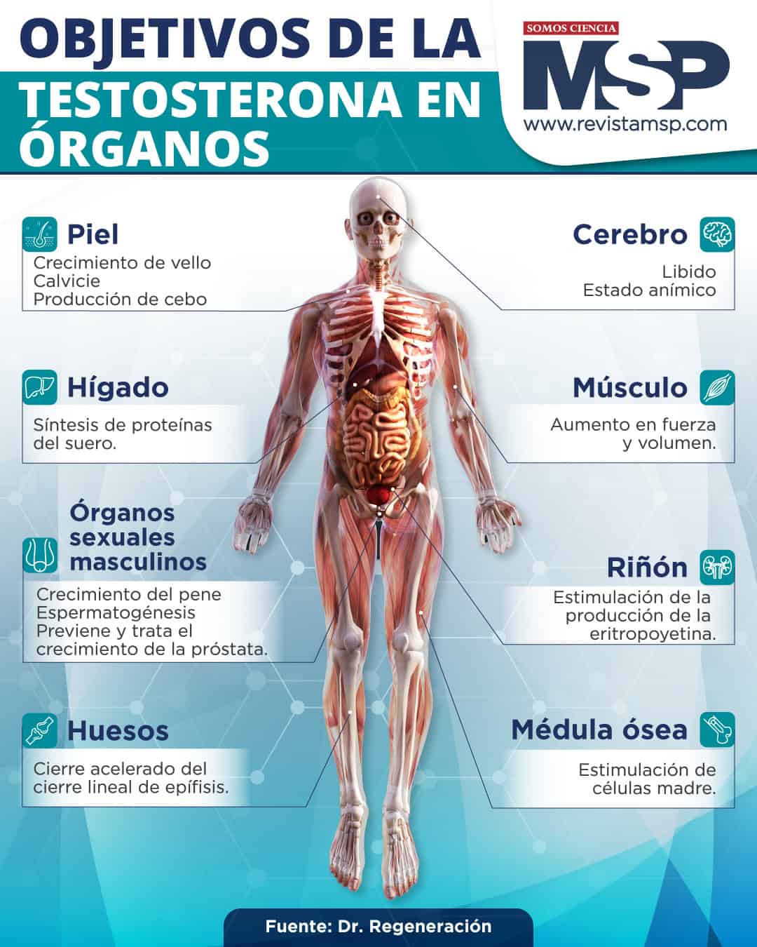 OBJETIVOS DE LA TESTOSTERONA EN ÓRGANOS