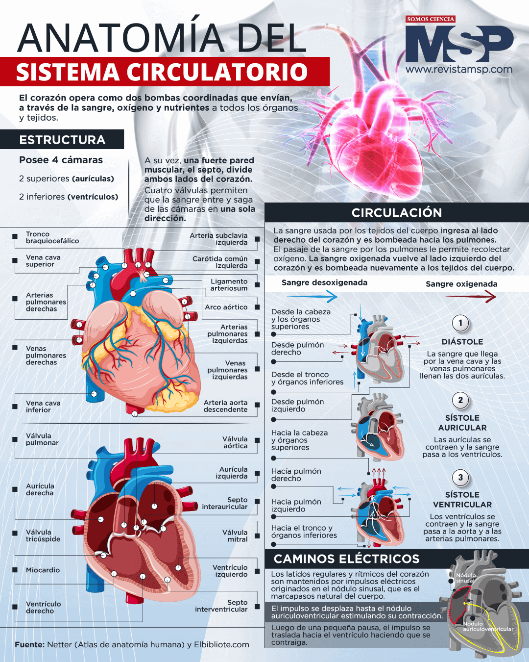 ANATOMÍA DEL SISTEMA CIRCULATORIO