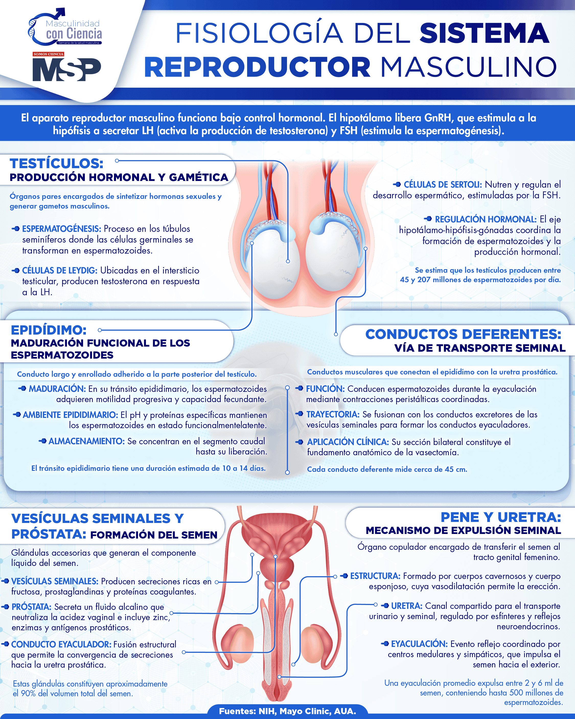 Fisiología del sistema reproductor masculino